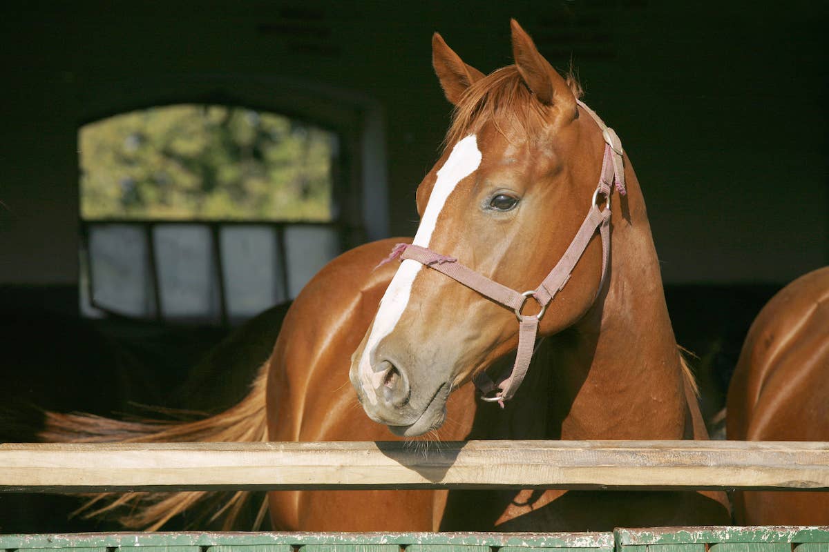 Horse Friends