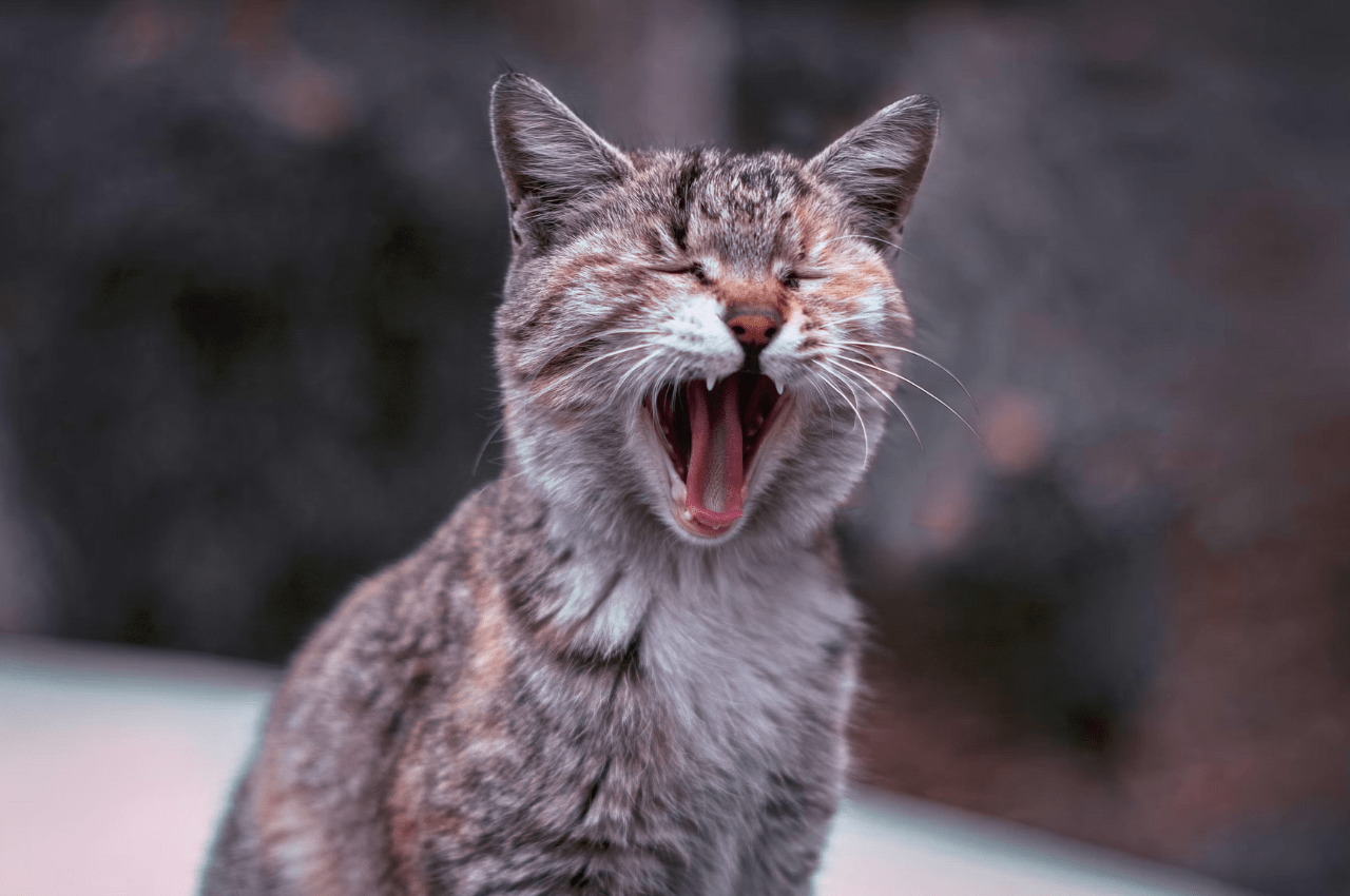 PetHelpful - Helping You in Your Pet Journey