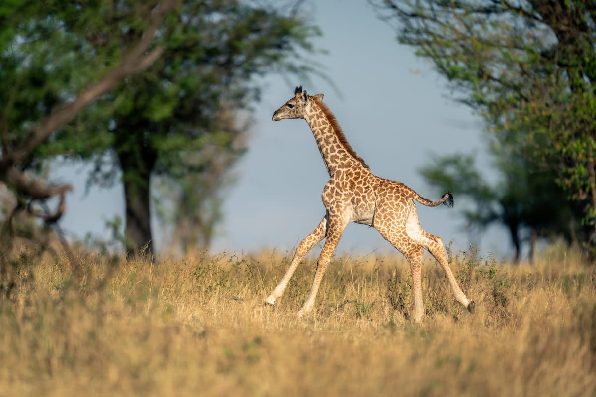 Memphis Zoo’s New Baby Giraffe Is as Rambunctious as a Toddler - PetHelpful