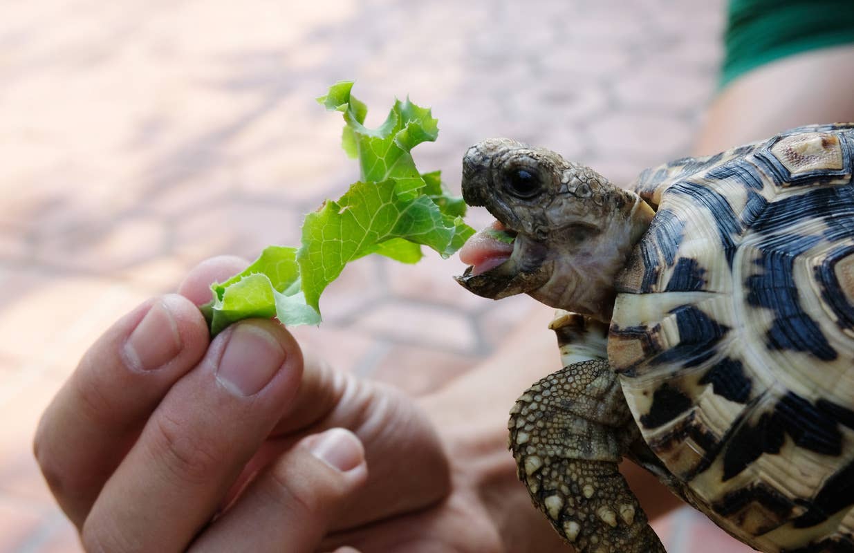 Denver Zoo Welcomes Precious Tiny Tortoise Who Fits in the Palm of Your ...