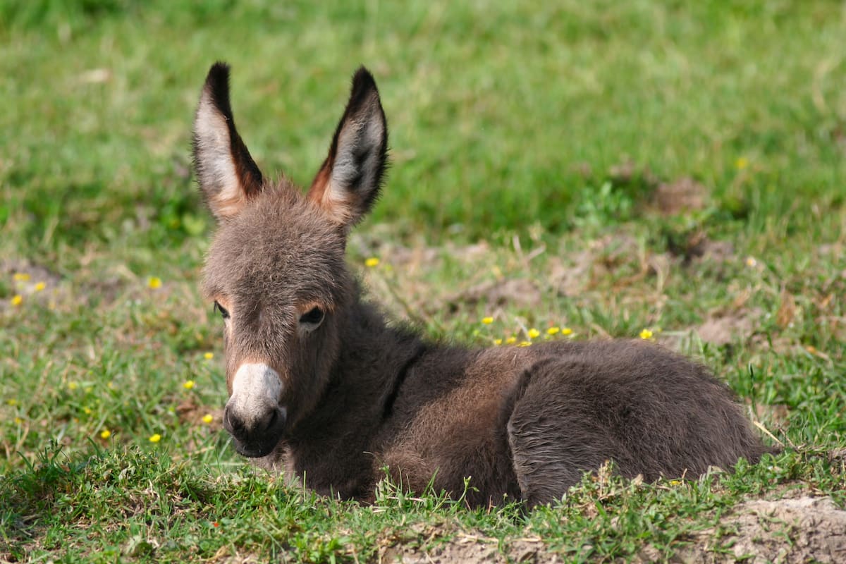2-Day-Old Donkey Meets Her Very First Chicken and a True Disney Moment ...