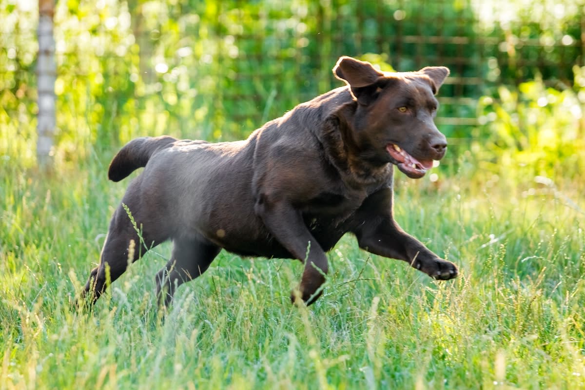 Sweet Yellow Lab Can't Contain Her Joy When Visiting Neighbor Who ...
