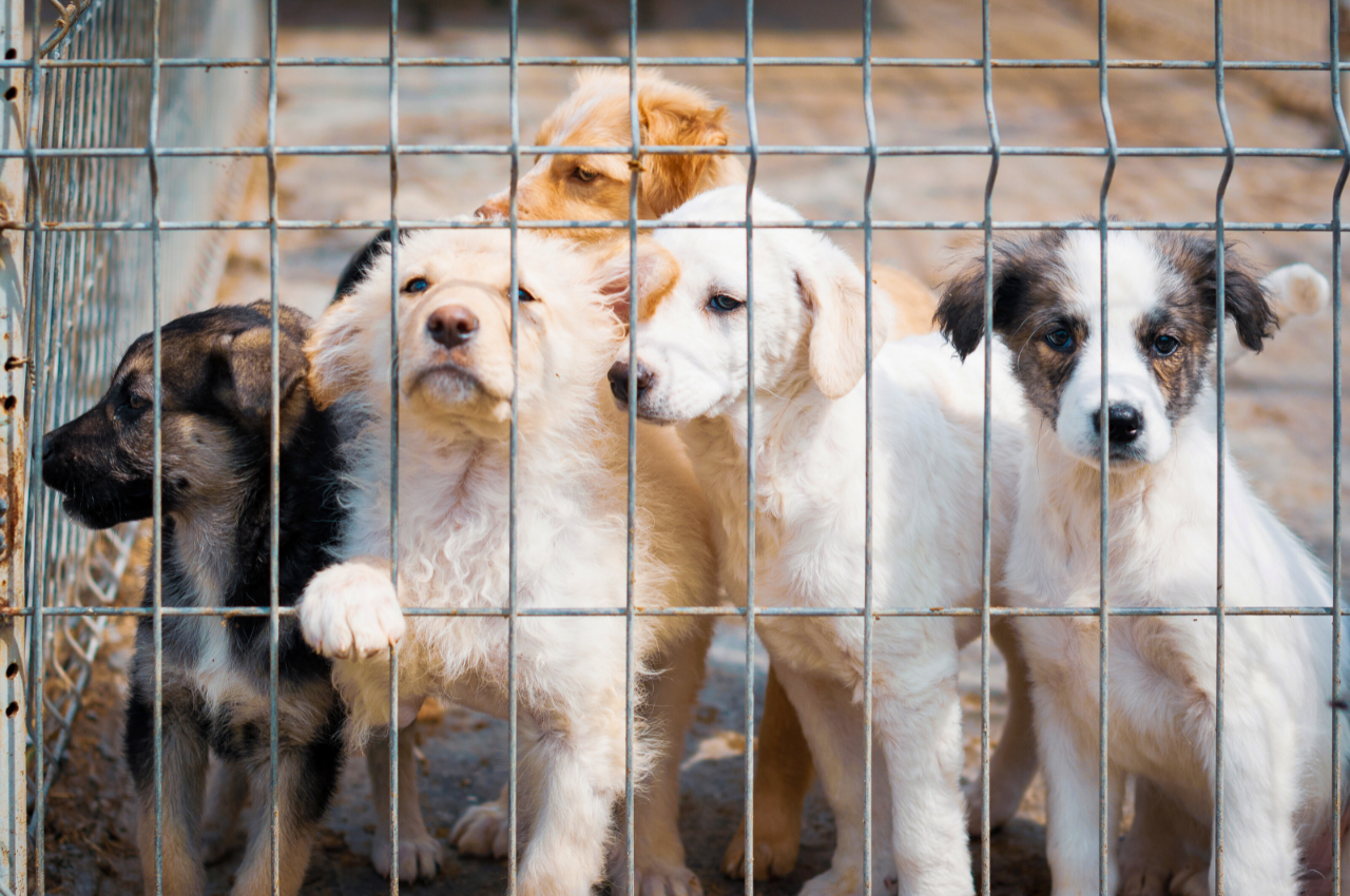 Does My Dog Have PTSD? Causes, Signs, and Treatment - PetHelpful