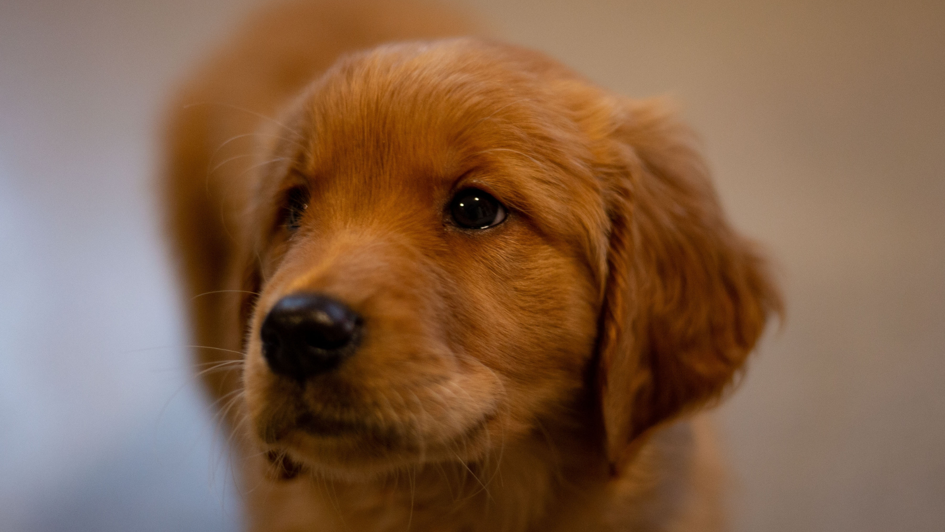 Golden Retriever and Puppy Sibling Are the Ultimate Walking 'Partners ...