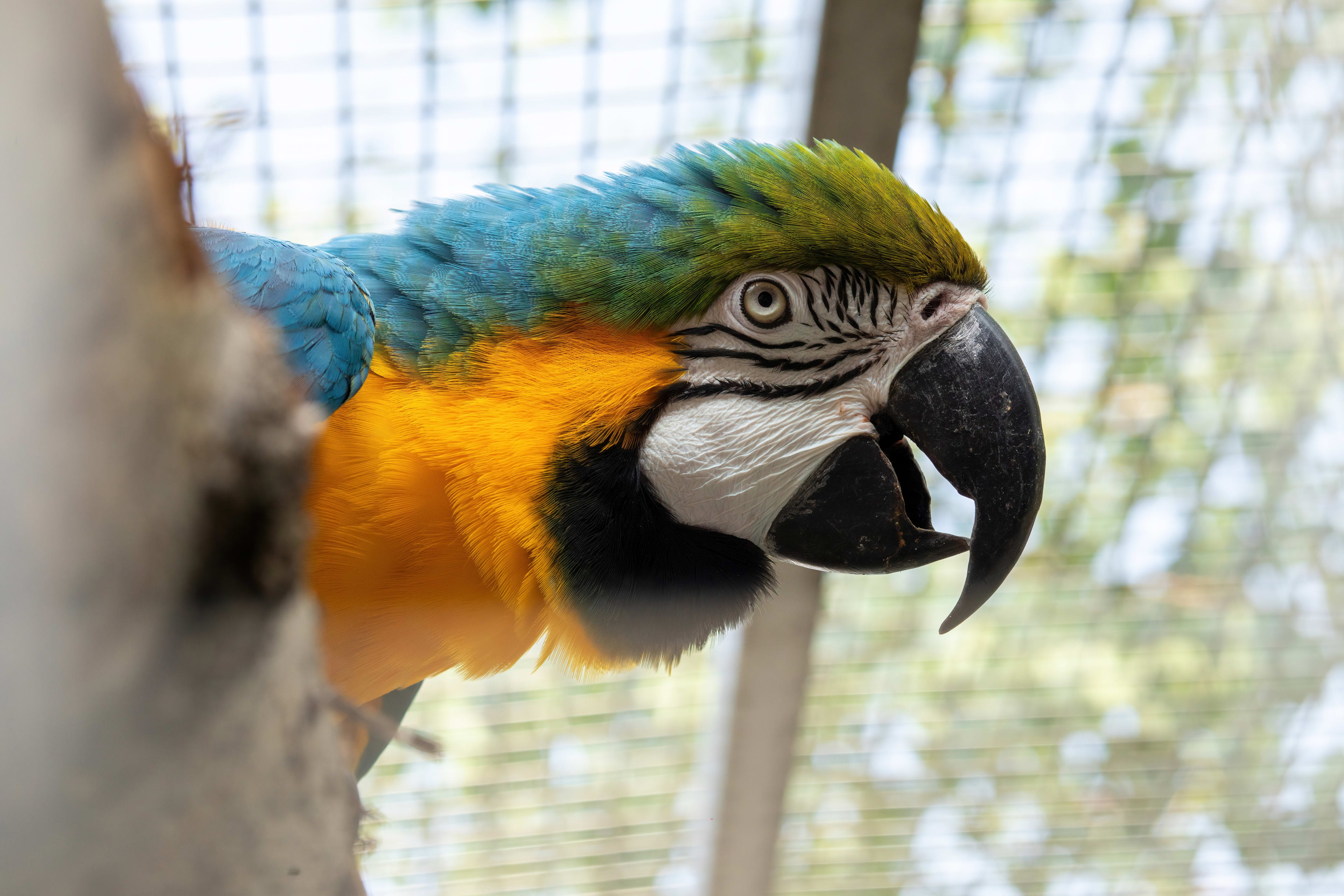 Macaw Turns Bathroom Into His 'Personal Spa' and Boldly Refuses to ...