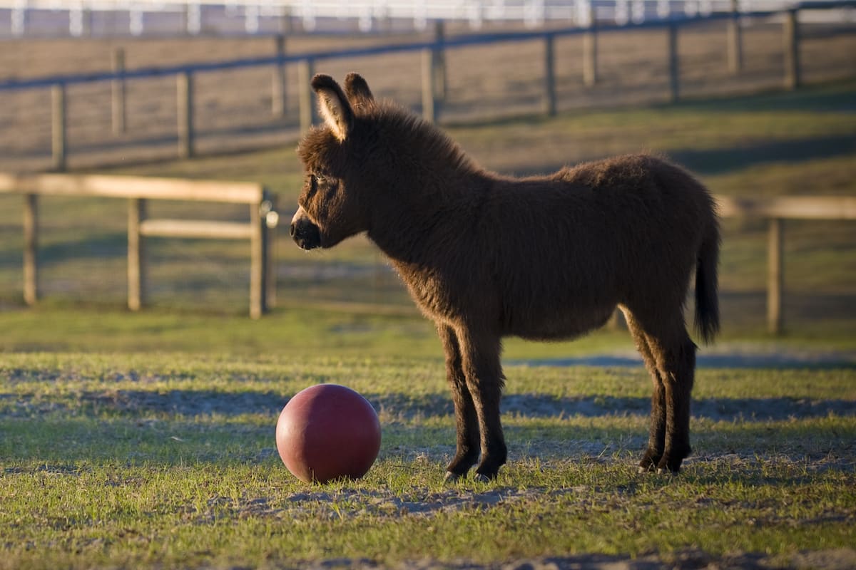 Chatty Donkey's Morning Greeting Has People Hollering with Laughter ...