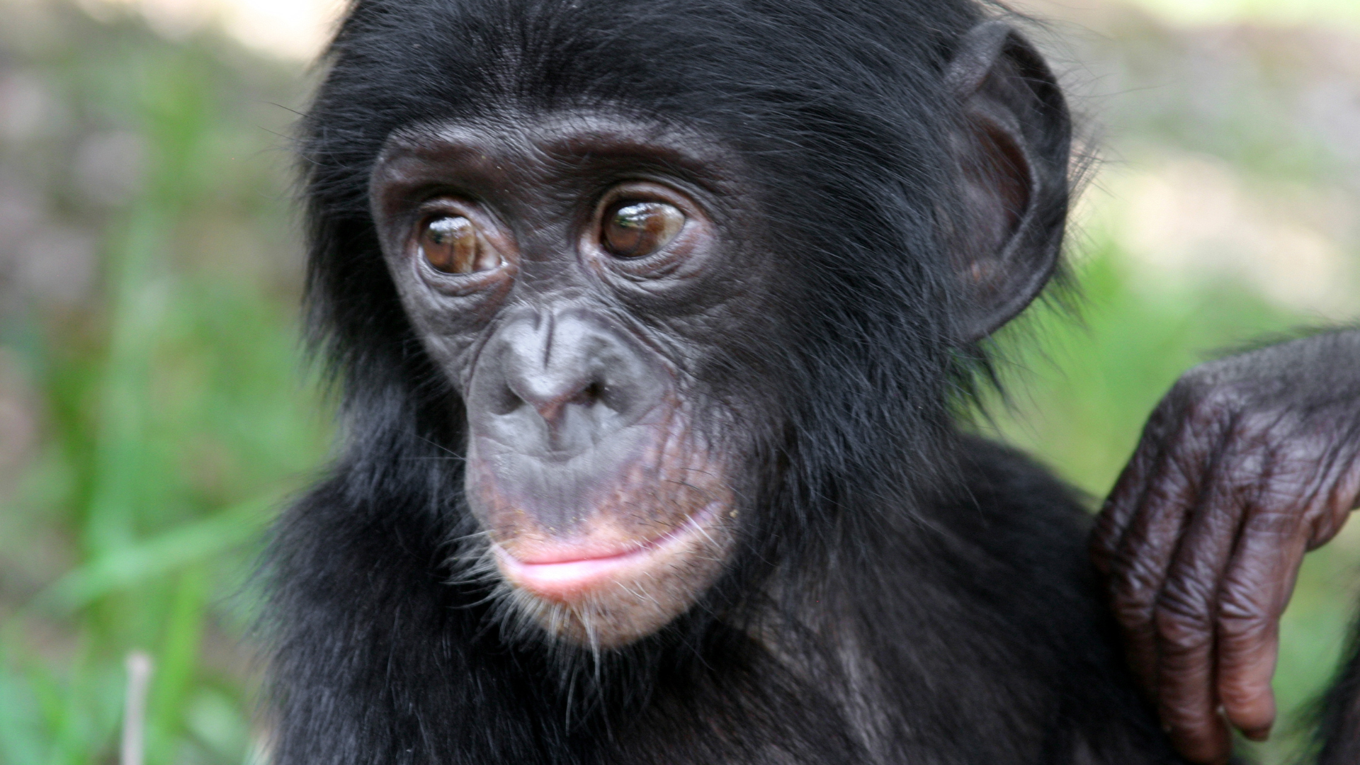Baby Bonobo's Cozy Cuddles with Mom at Cincinnati Zoo Are Full of ...