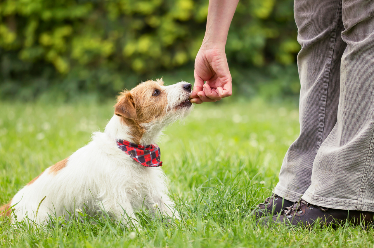 Small Dog Behavior Problems: Why They Happen & How to Help - PetHelpful