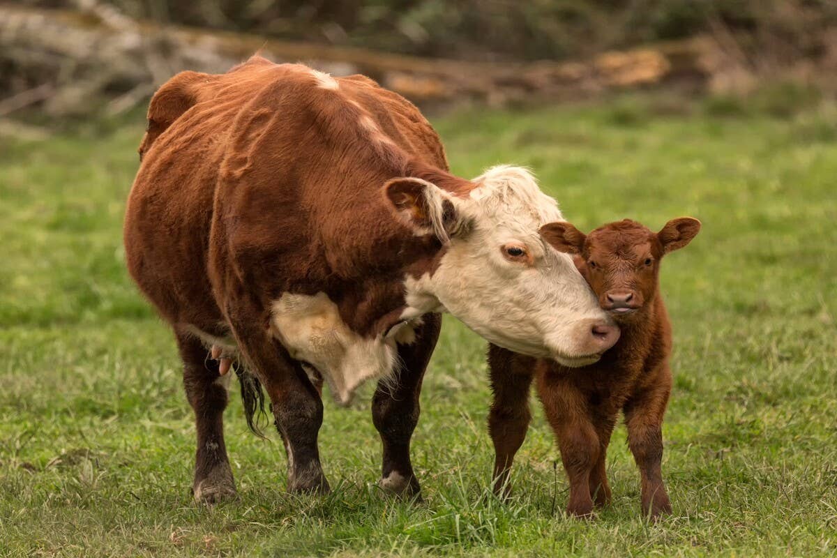 Precious Cow Finally Gets Her 'Rainbow Baby' and There Isn't a Dry Eye ...