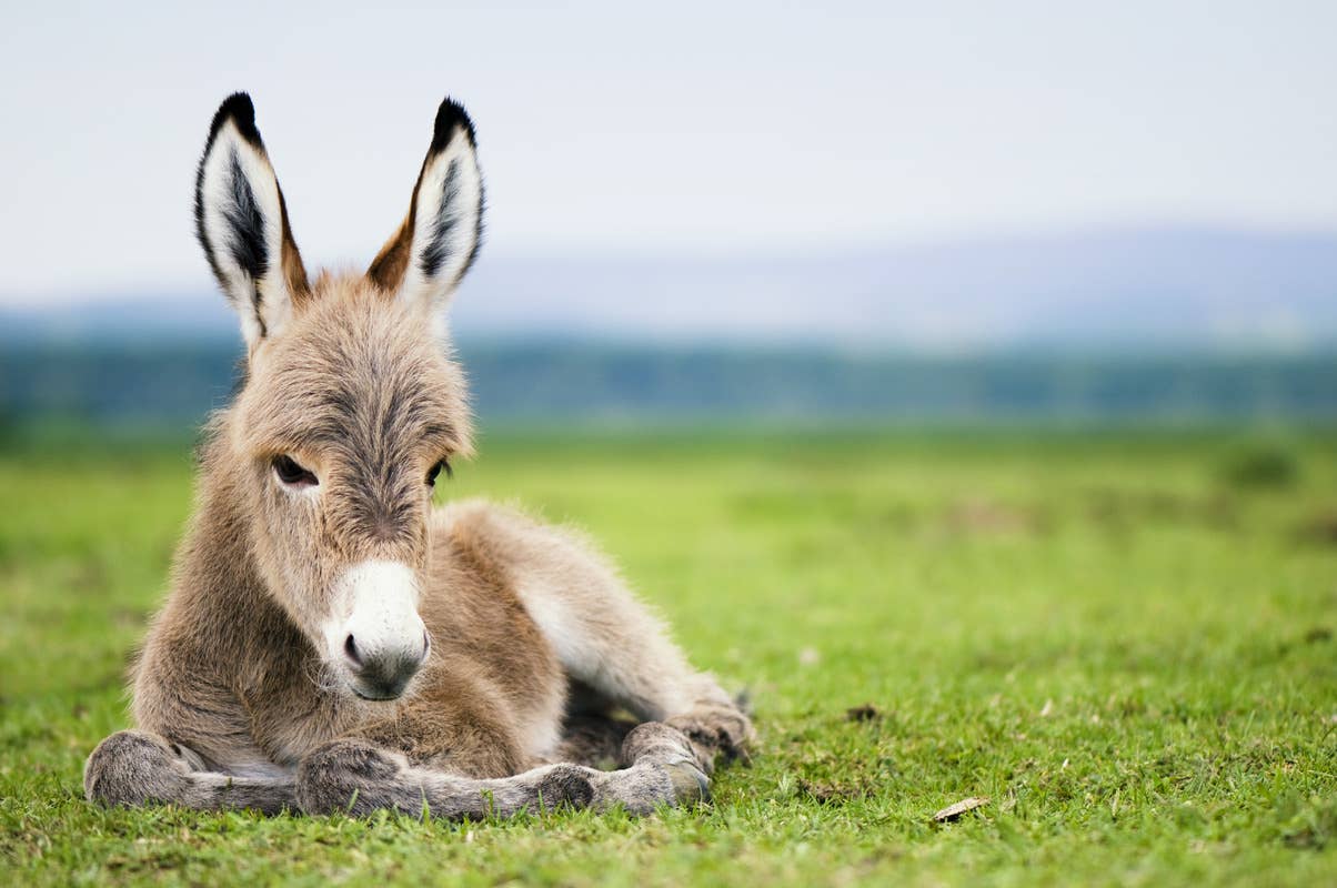 Baby Donkey Cuddles Just Like a Little Human and People Can't Get ...