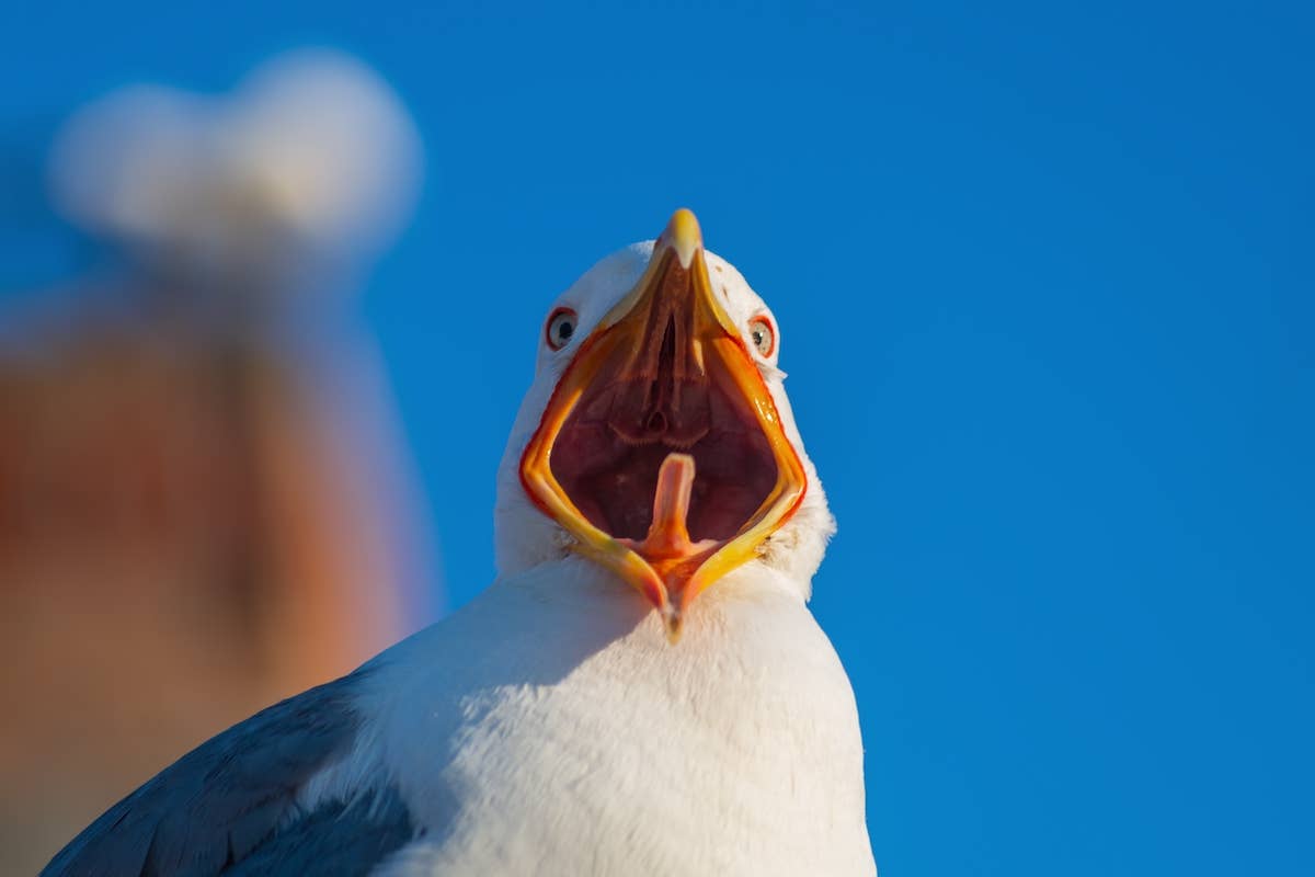 Siamese Cat's Unlikely Friendship with Seagull Is Too Cute to Resist ...