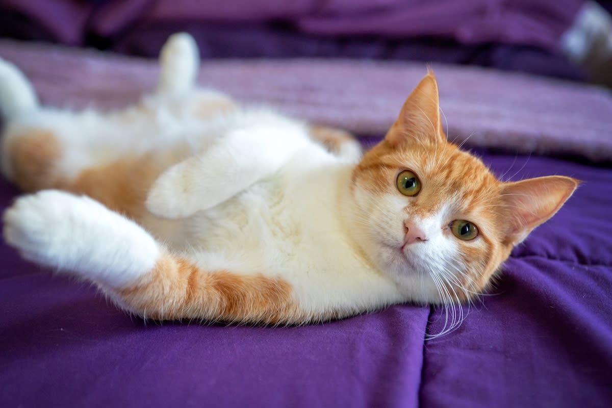 Unbothered Cat's Iconic Way of Relaxing With Dad After a Long Day Has ...