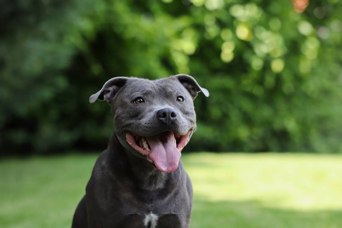 Blue Staffy’s Incredible ‘Stick’ Library Is an Inspiration to Dogs ...