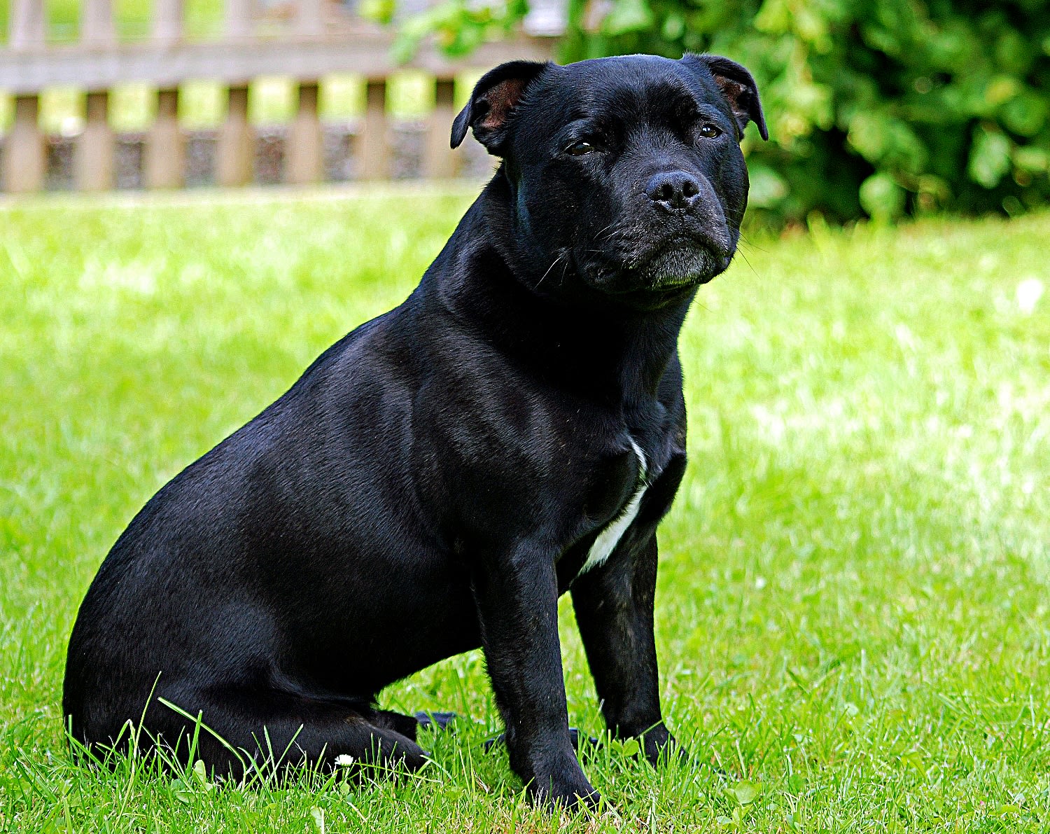 5 Best Medium-Sized Guard Dog Breeds - PetHelpful