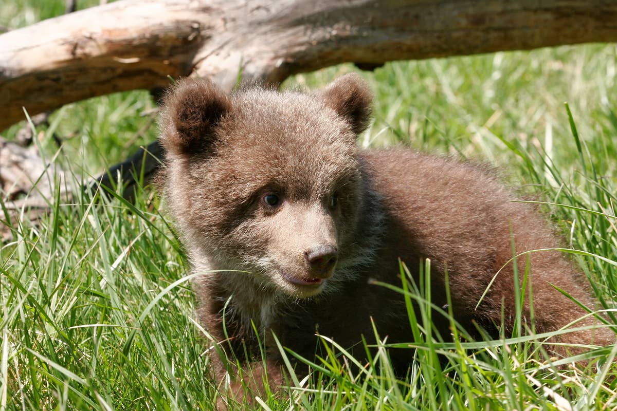 Baby Bear Throws Incredibly Cute Tantrum When Mom Leaves Him in a Tree ...
