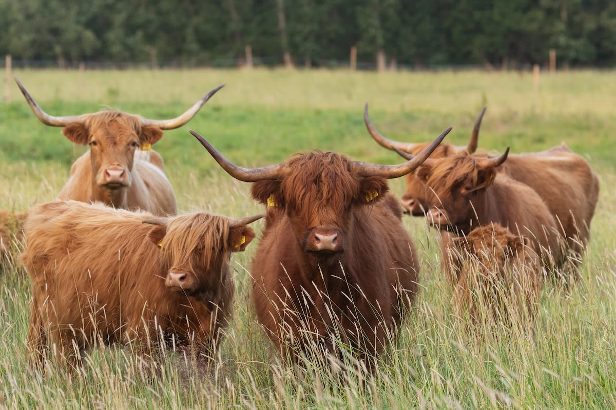 Highland Cows' Adorable Reaction to Jazz Music Has People Smiling From ...