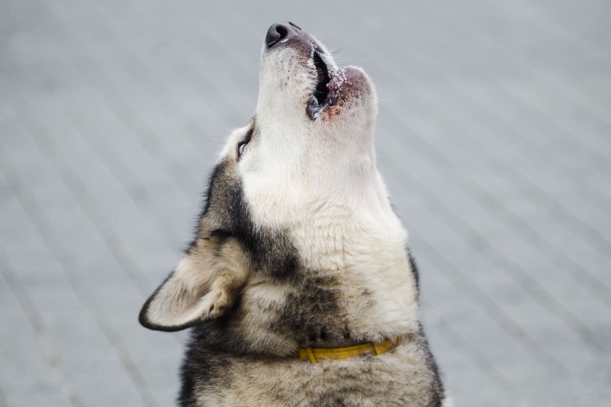 Huskies' Funny 'Symphony' with New Puppy Sibling Is the Ultimate ...