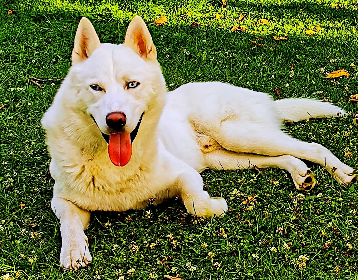 White Siberian Husky With Blue Eyes
