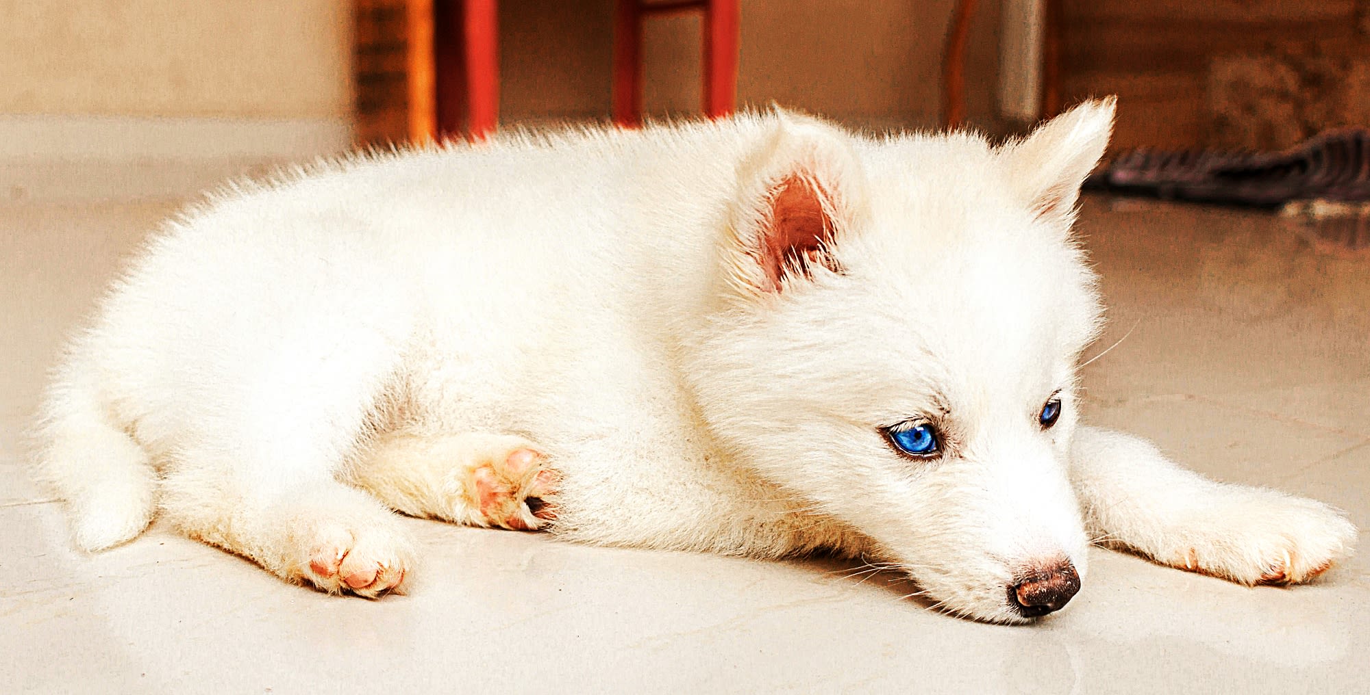 All White Siberian Husky Puppy