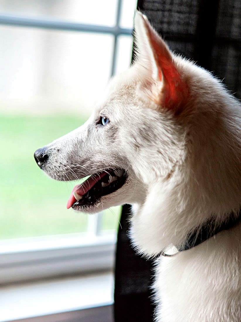 The White Siberian Husky: Genetics, Breed Traits, and More - PetHelpful