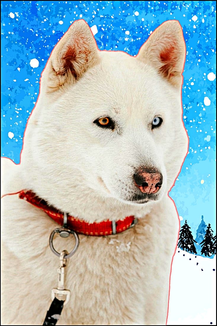The White Siberian Husky: Genetics, Breed Traits, and More - PetHelpful