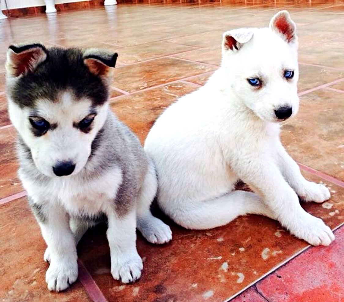 The White Siberian Husky: Genetics, Breed Traits, and More - PetHelpful