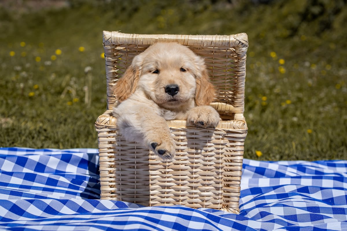 Video of Golden Retriever and Bernese Mountain Dog Meeting on Subway Is ...