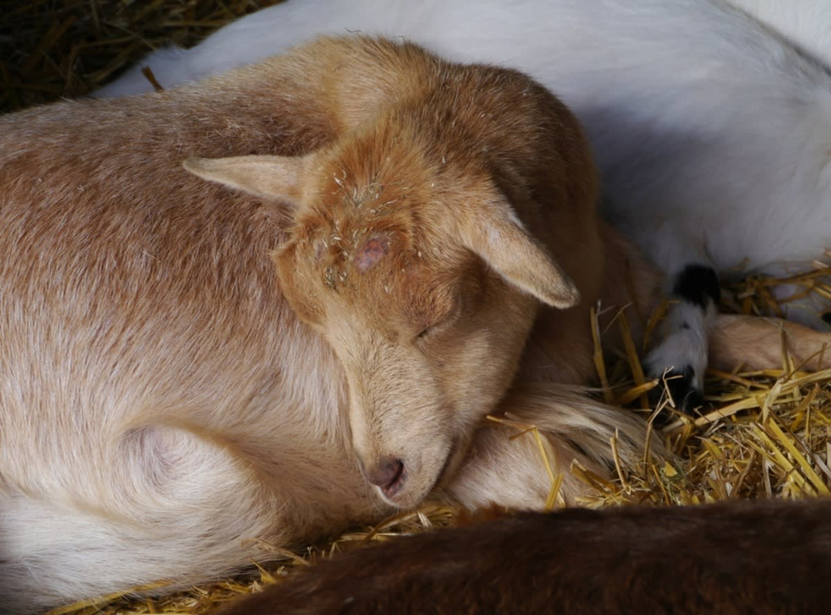 Goat Has Genius Way of Reaching the Leaves on a Tree With Help From ...