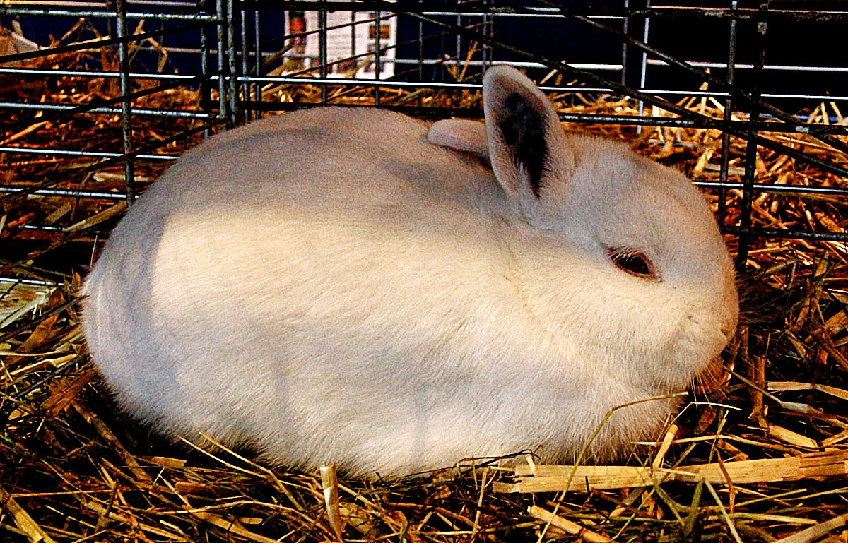 The Ultimate Guide to Dwarf Rabbit Care