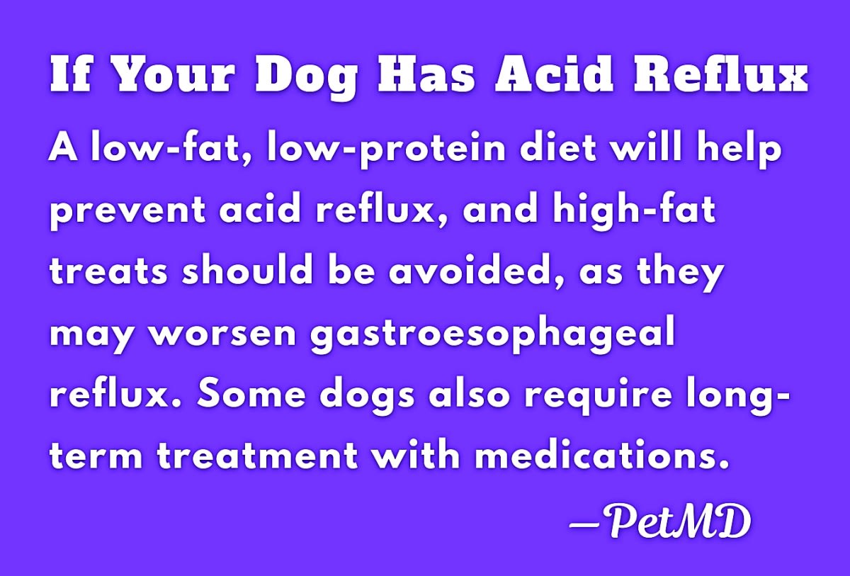 Why Is My Dog Coughing and Gagging? 13 Common Causes - PetHelpful