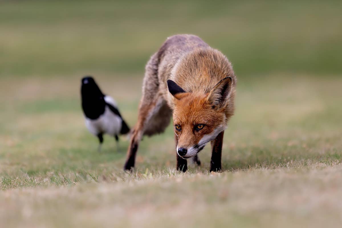 Red Fox and Mockingbird's Special Moment Caught on Camera Looks Like a ...