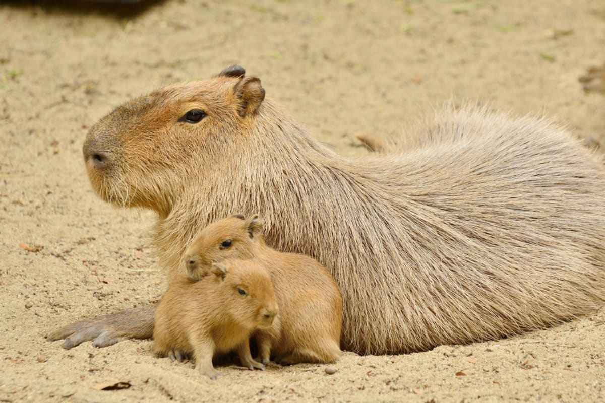 Tiny Capybara Babies Just Born at Zoo Are Stealing Everyone's Hearts ...