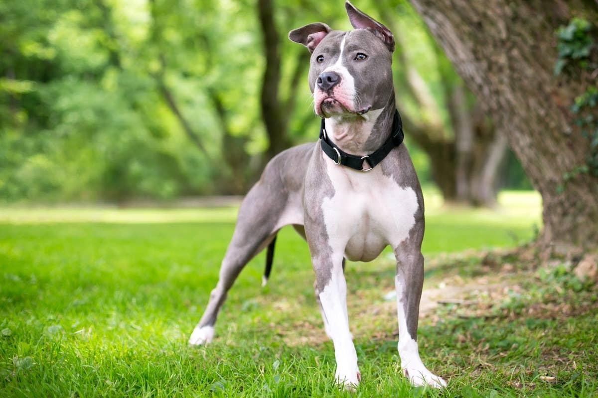 One-Eyed Pit Bull Puppy's Gentle Interaction with Baby Bird Steals ...
