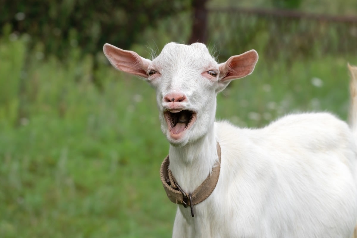 Goat’s Ultra-Unhinged Singing Voice Has People Replaying the Video ...