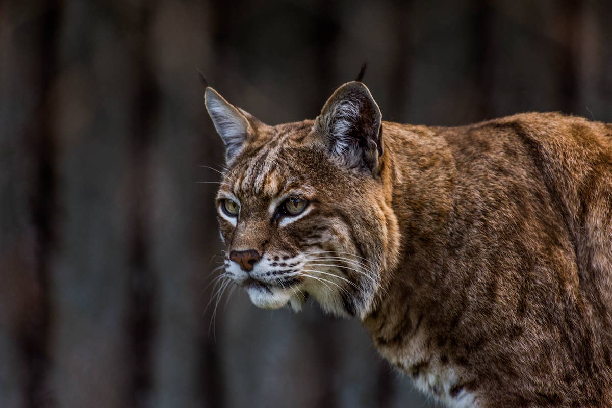 Bobcat Wanders Into Colorado Home and Sets Up Shop Like He Owns the ...