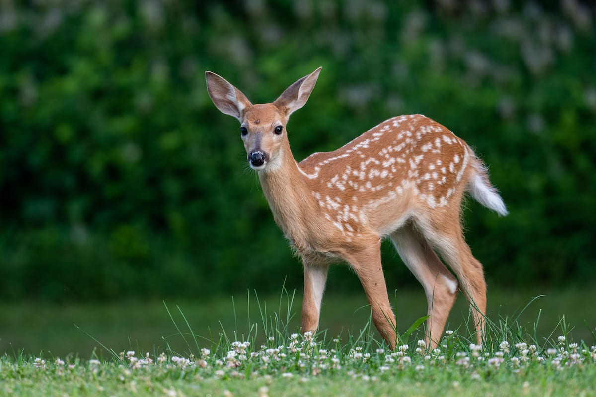 Dutiful Dog Sweetly Protects Baby Fawn Who's Anxiously Awaiting Mom's ...