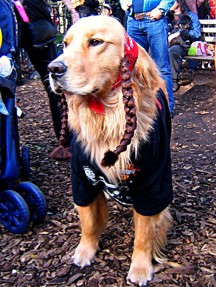 100 Badass Dog Names: Outlaws and Gangsters - PetHelpful