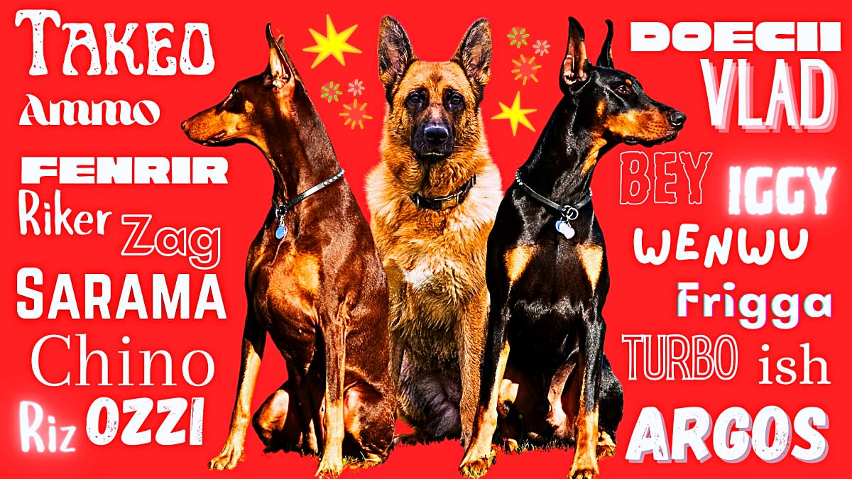 100 Badass Dog Names: Outlaws and Gangsters - PetHelpful