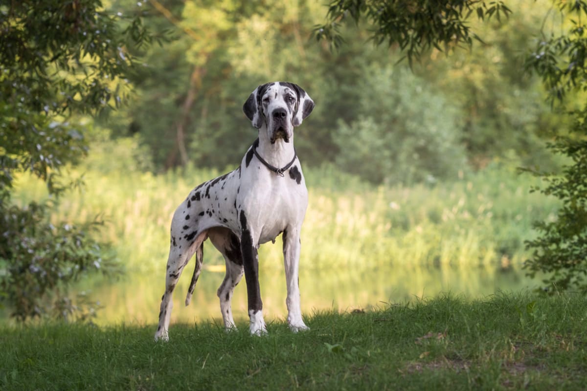 Great Dane Who 'Thinks He's a Goat' Has Everyone in Stitches - PetHelpful