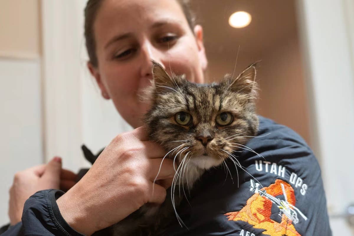 Senior Cat Who Survived 400-Foot Fall That Killed Her Parents at ...