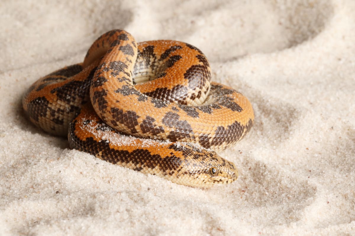 8 Best Small Pet Snakes for Beginners (Easy to Care For) - PetHelpful