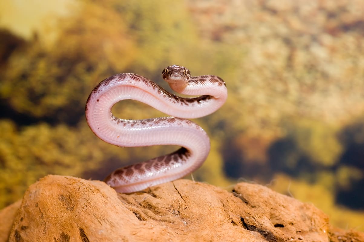 8 Best Small Pet Snakes for Beginners (Easy to Care For) - PetHelpful