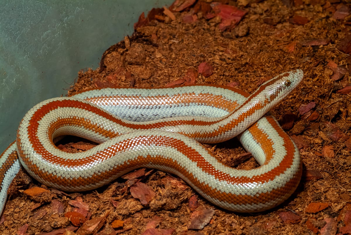 8 Best Small Pet Snakes for Beginners (Easy to Care For) - PetHelpful