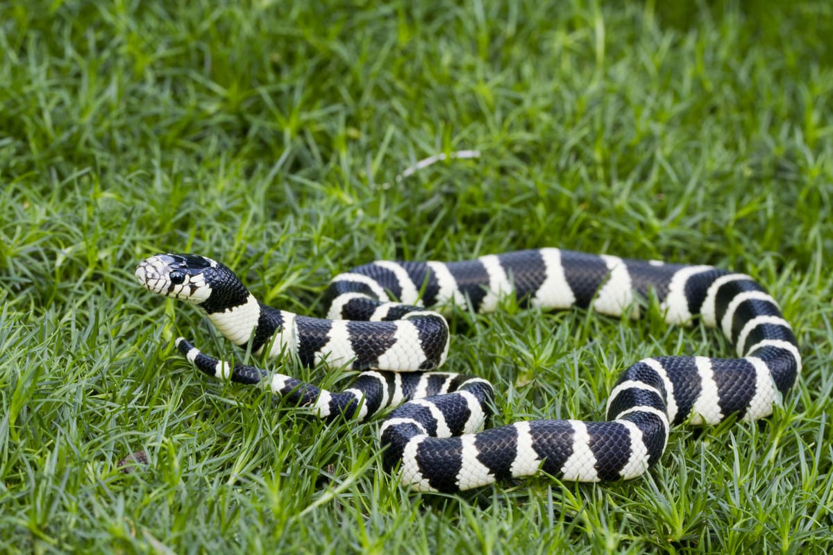 8 Best Small Pet Snakes for Beginners (Easy to Care For) - PetHelpful