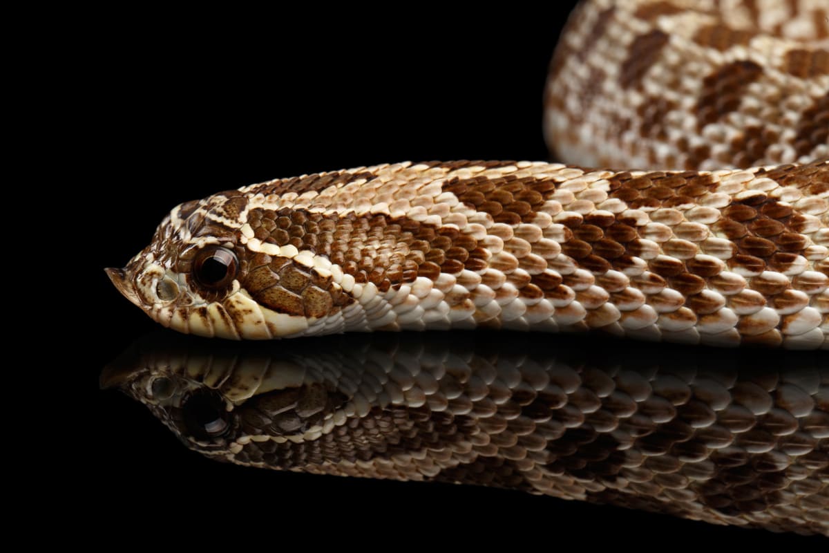 8 Best Small Pet Snakes for Beginners (Easy to Care For) - PetHelpful