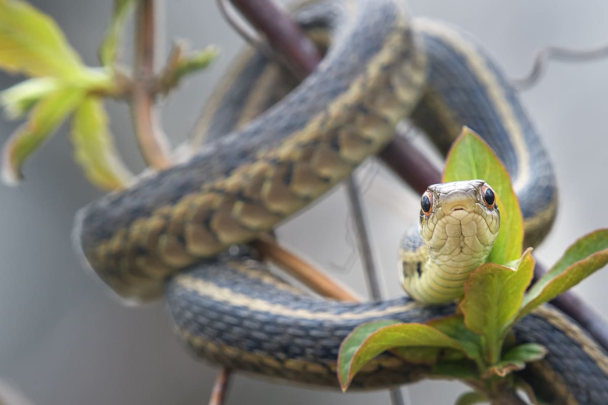 8 Best Small Pet Snakes for Beginners (Easy to Care For) - PetHelpful