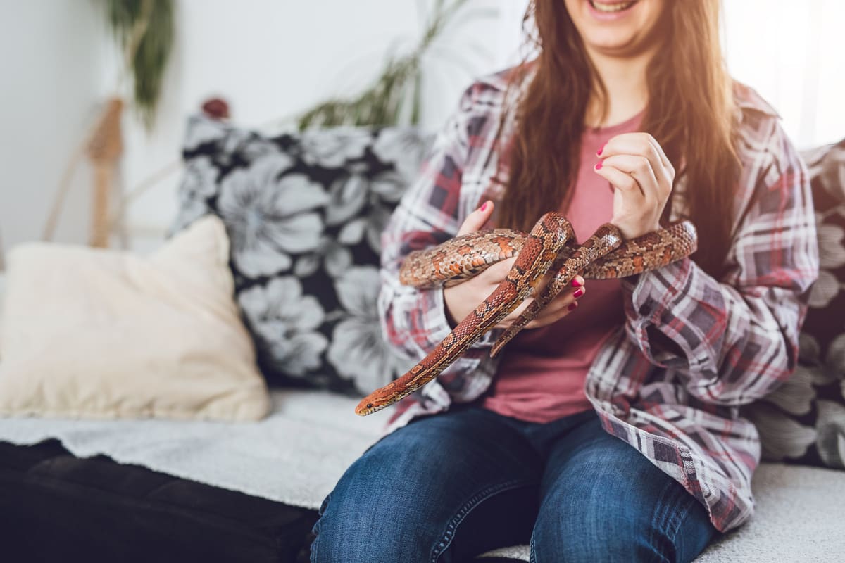 8 Best Small Pet Snakes for Beginners (Easy to Care For) - PetHelpful