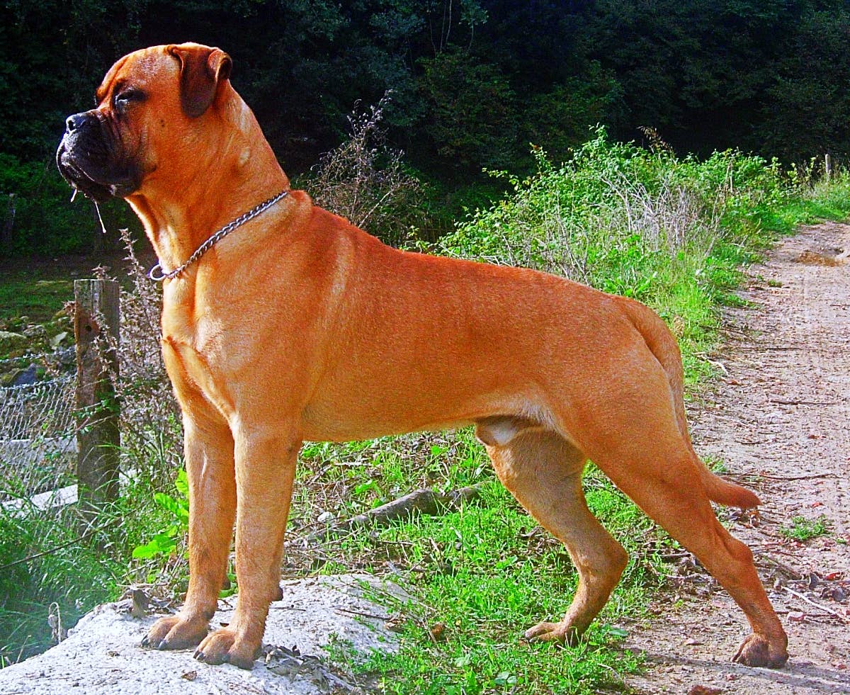 10 Awesome Guard Dog Breeds That Don't Shed Much - PetHelpful