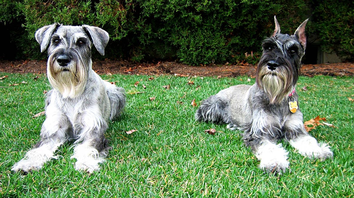 10 Awesome Guard Dog Breeds That Don't Shed Much - PetHelpful