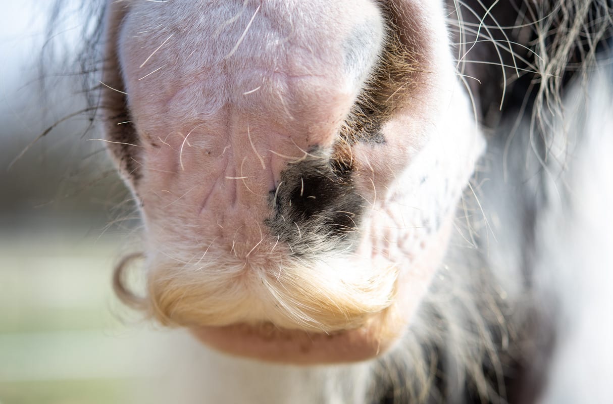 Horse’s Impressive Mustache Makes Him the Pedro Pascal of the Equine ...